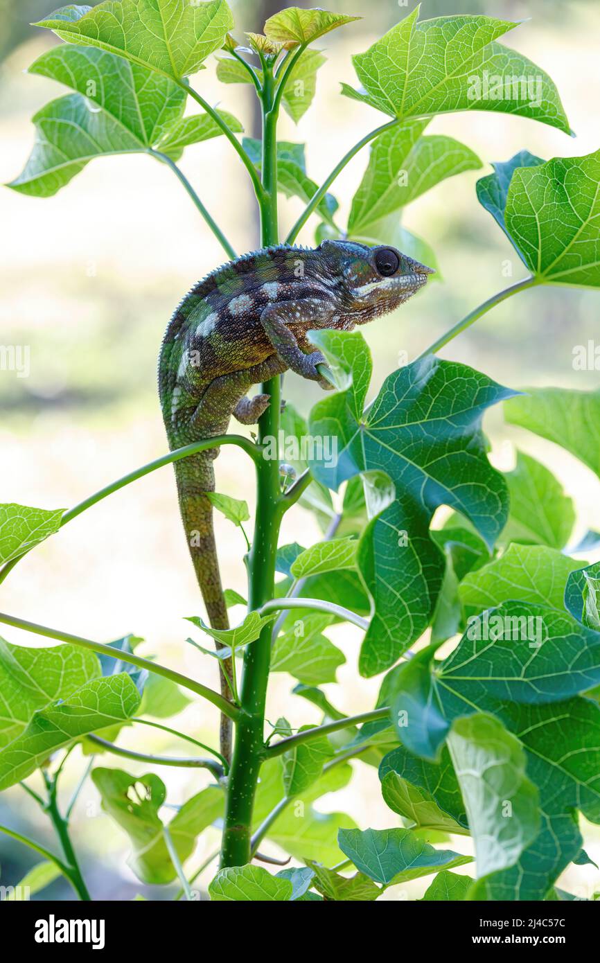 Endemic lizard Panther chameleon (Furcifer pardalis) in rainforest at ...