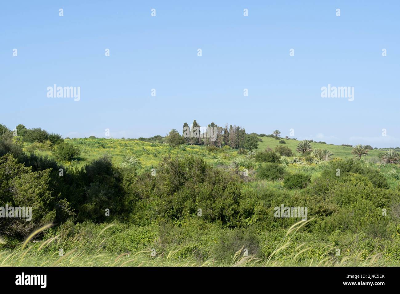 Wild Green nature, Green pasture Stock Photo - Alamy