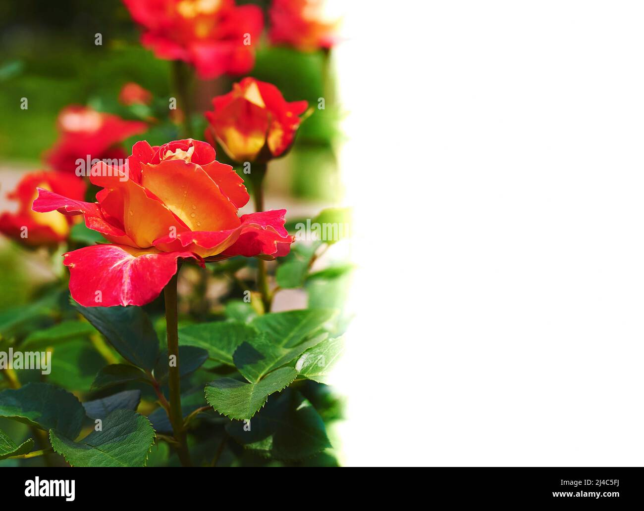 Rose garden ceremony hi-res stock photography and images - Alamy