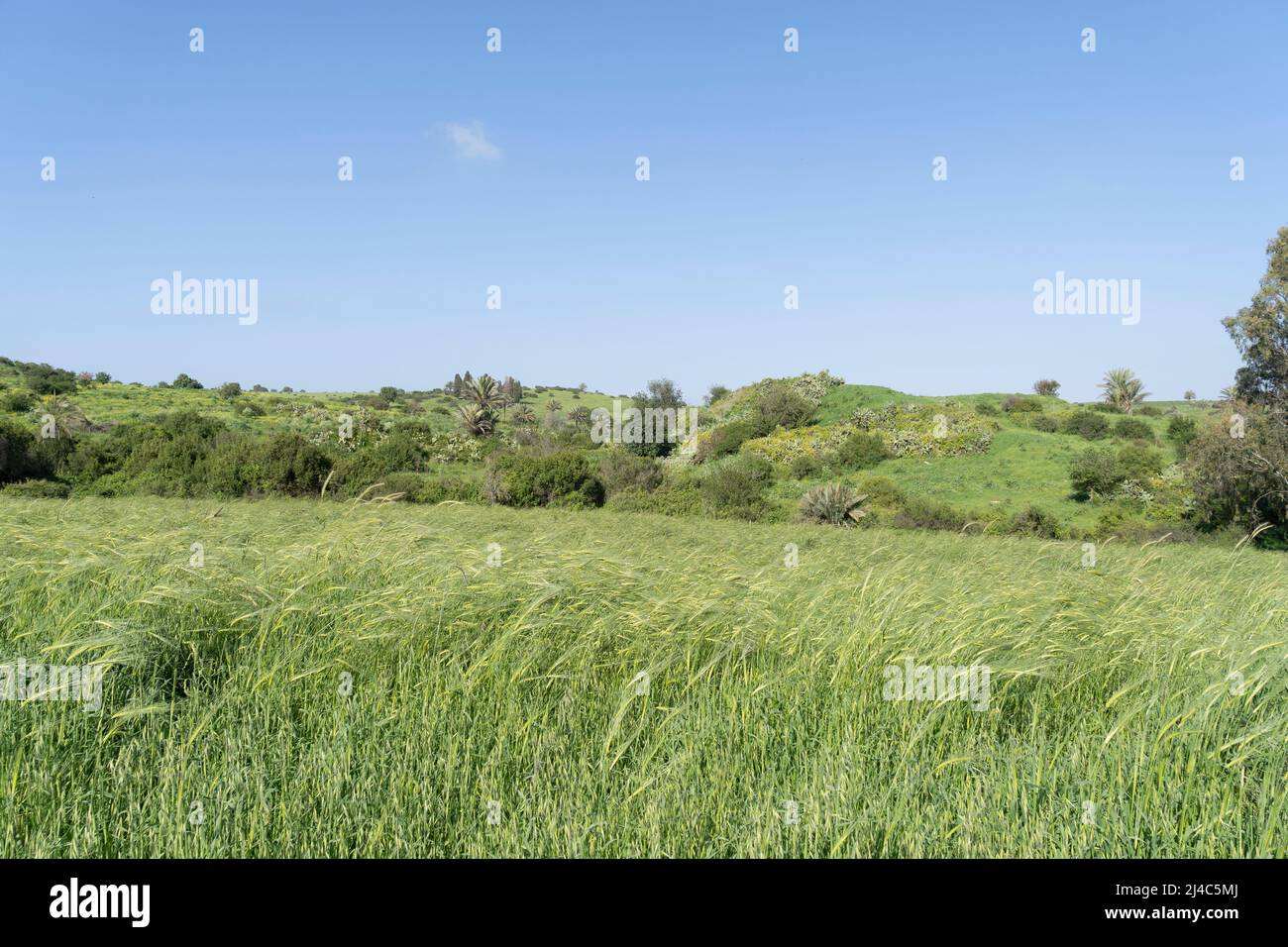 Shades of green nature hi-res stock photography and images - Alamy