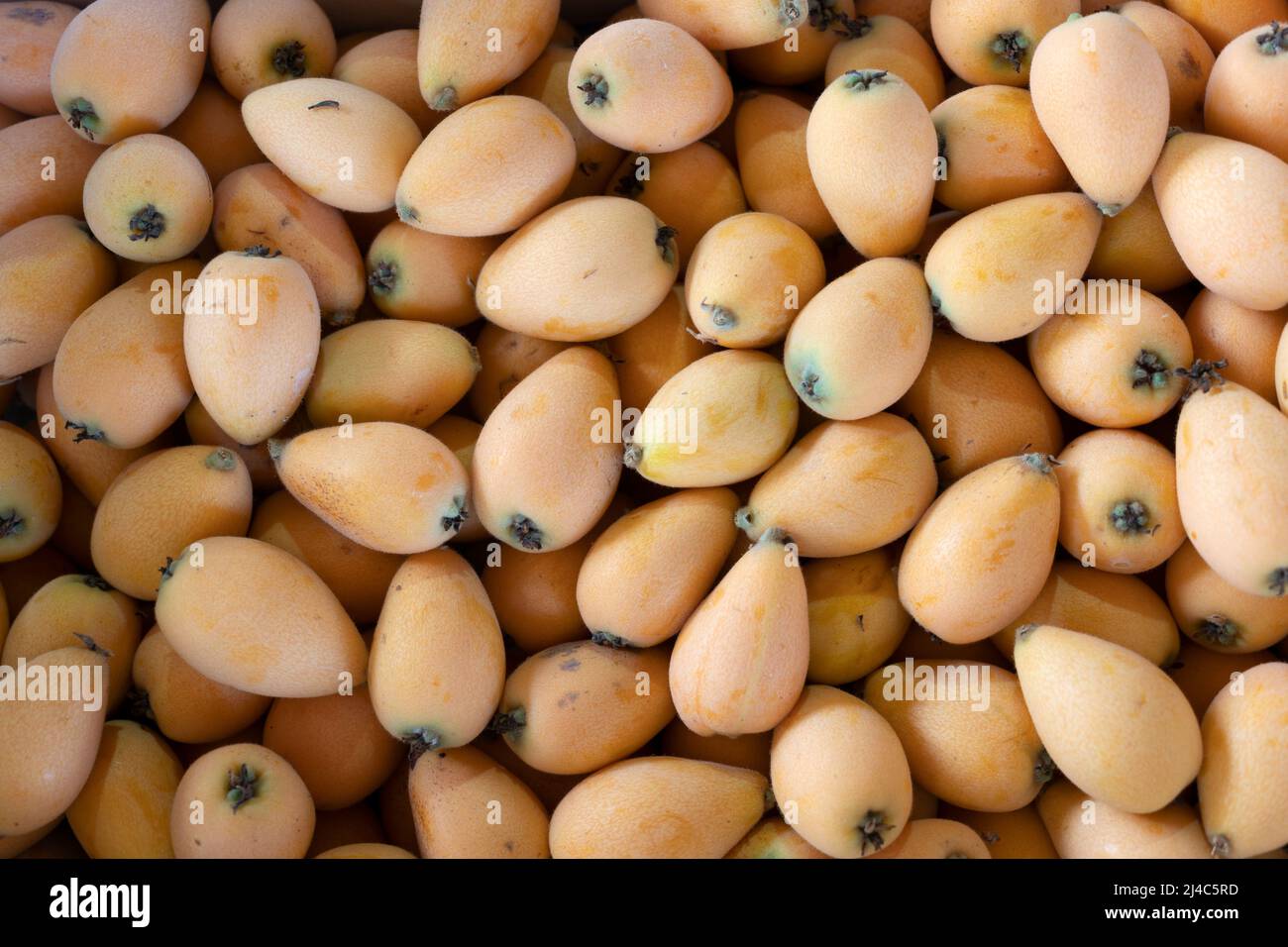 Loquat orchard during the harvest period Stock Photo - Alamy
