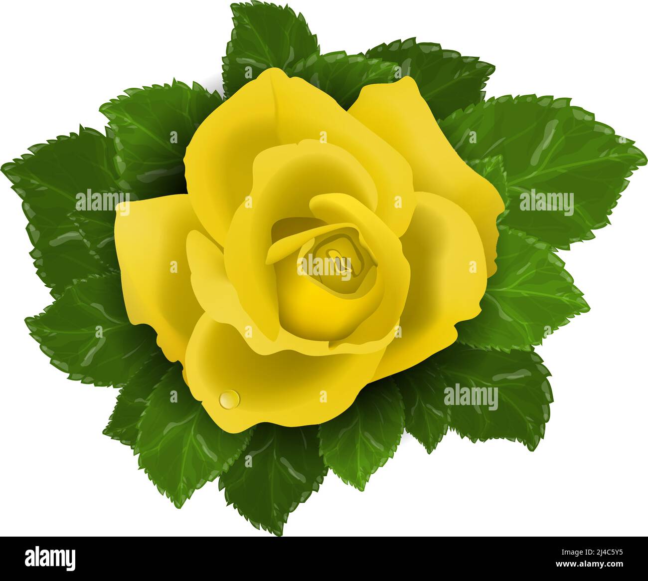 Vector Yellow rose flower with leaves isolated on white background ...