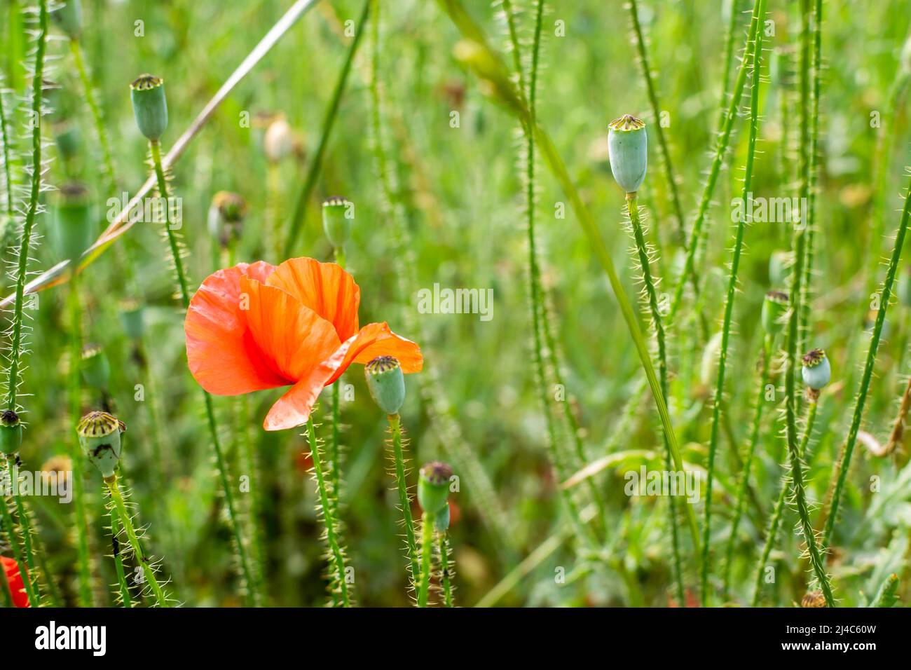 Red wild poppy flower, an annual herbaceous plant that grows in summer ...