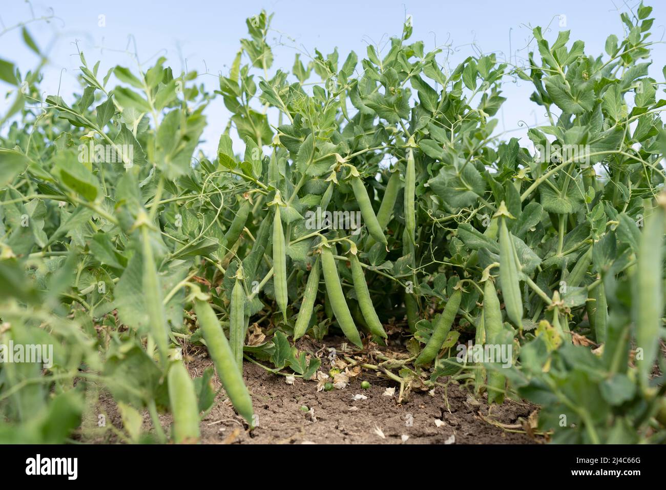 Green pea field at harvest time Stock Photo - Alamy