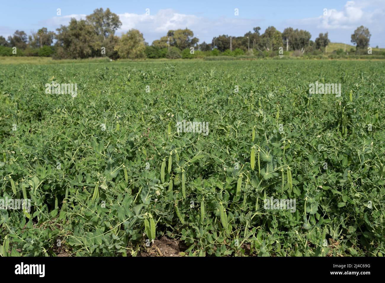Green pea field at harvest time Stock Photo - Alamy
