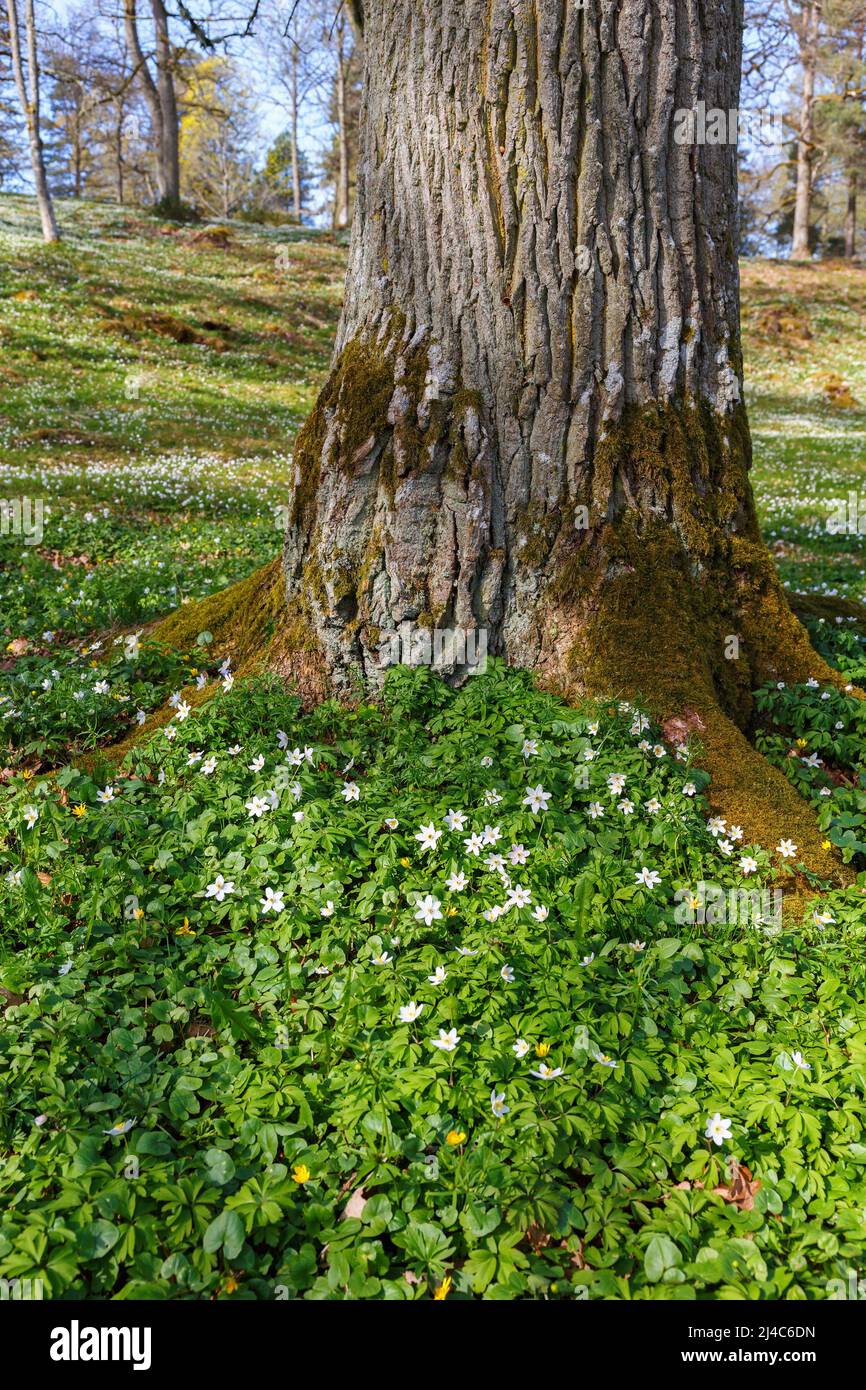 Tree anemone hi-res stock photography and images - Alamy