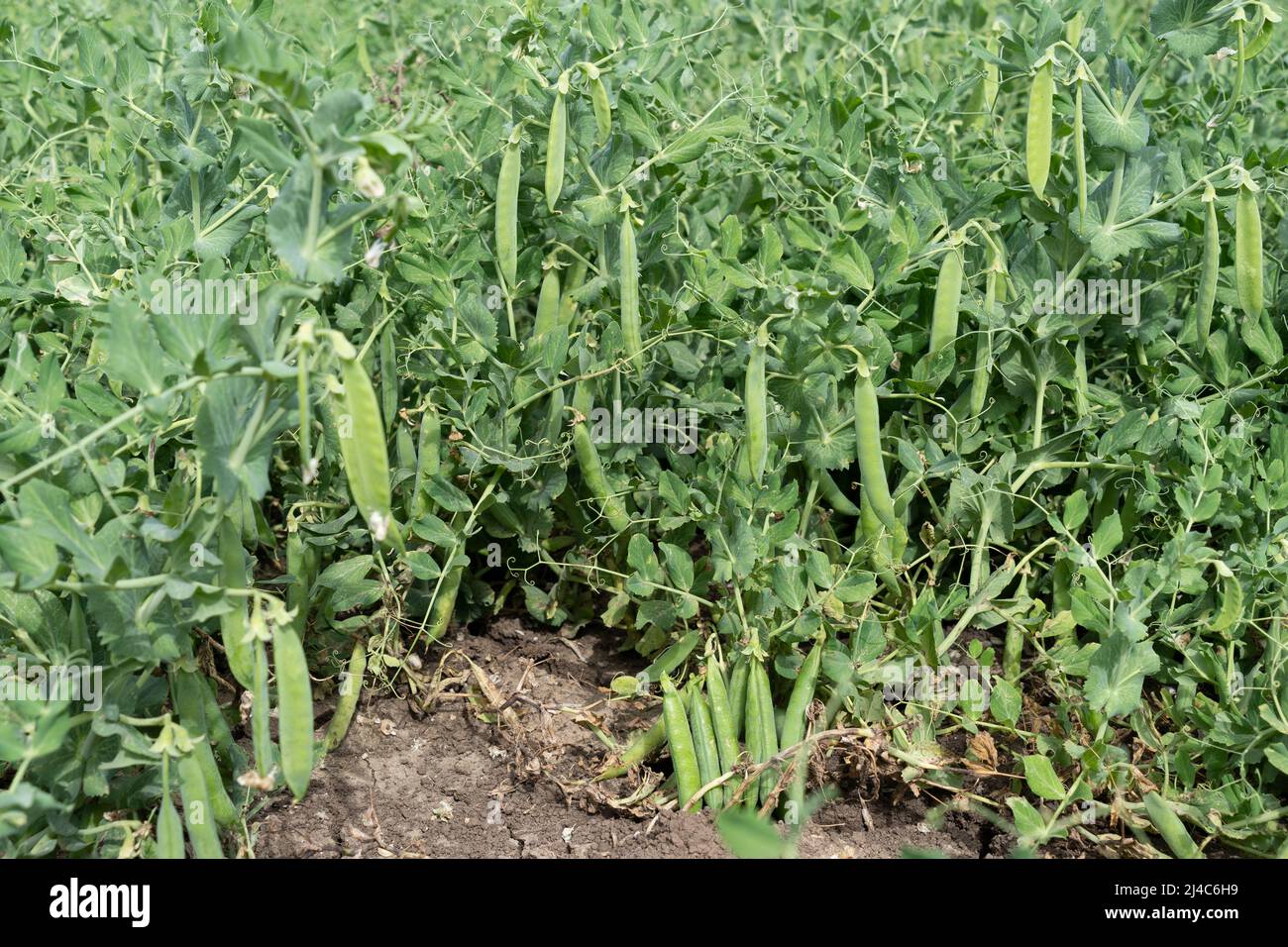 Green pea field at harvest time Stock Photo - Alamy