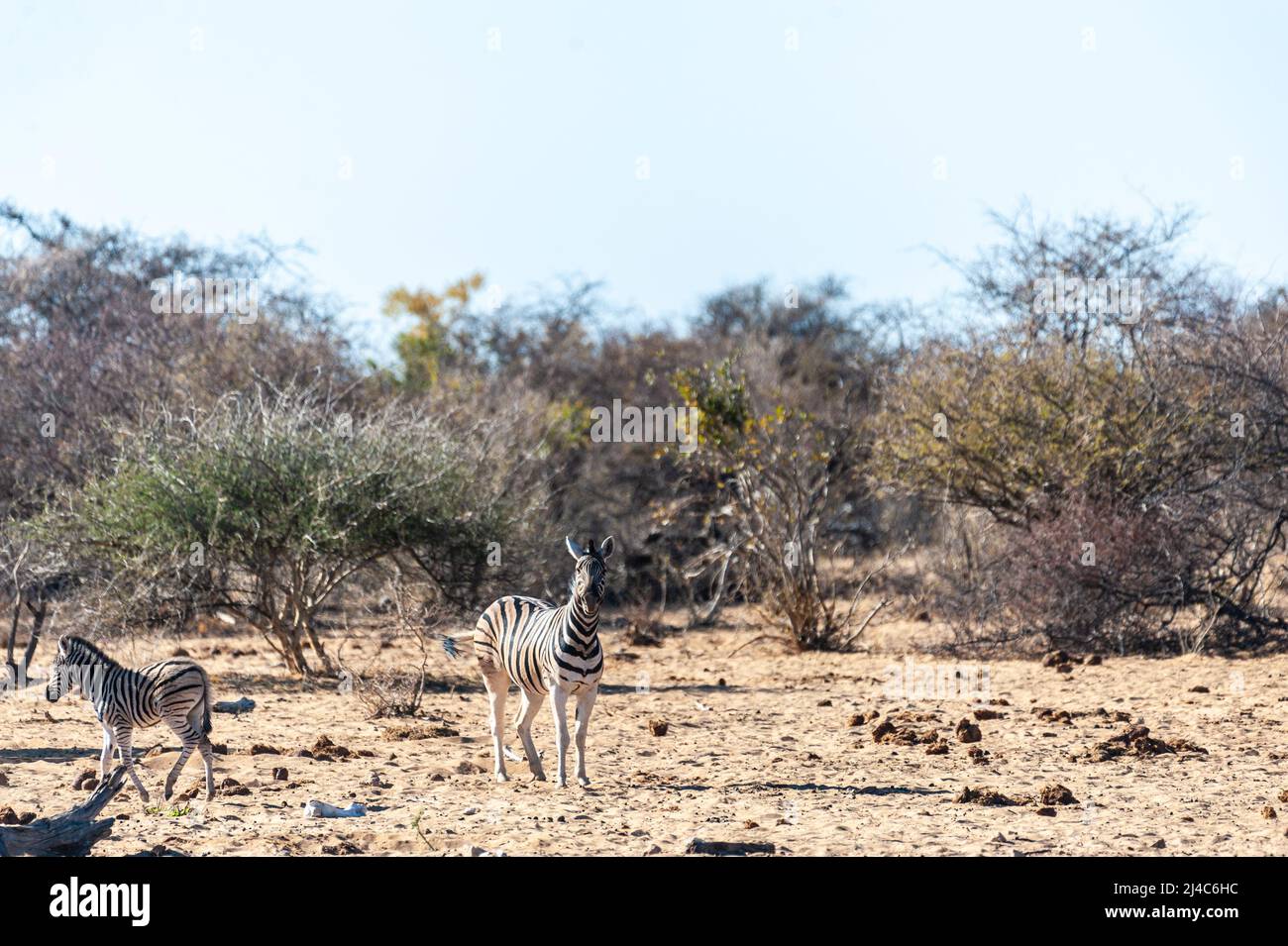 Quagga type hi-res stock photography and images - Alamy