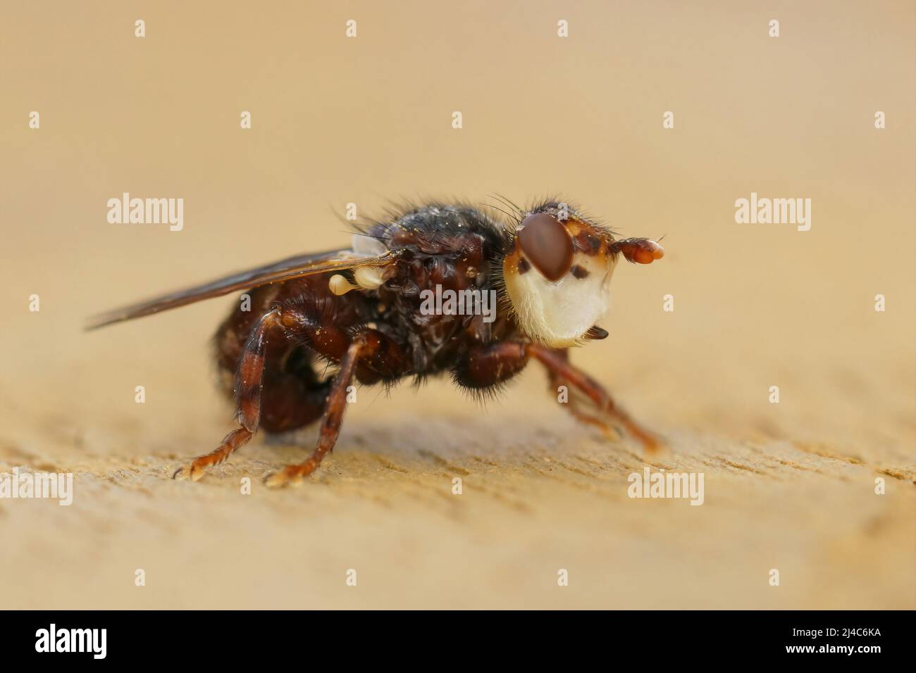Detailed lateral closeup on Myopa testacea , a parasite fly on solitary ...