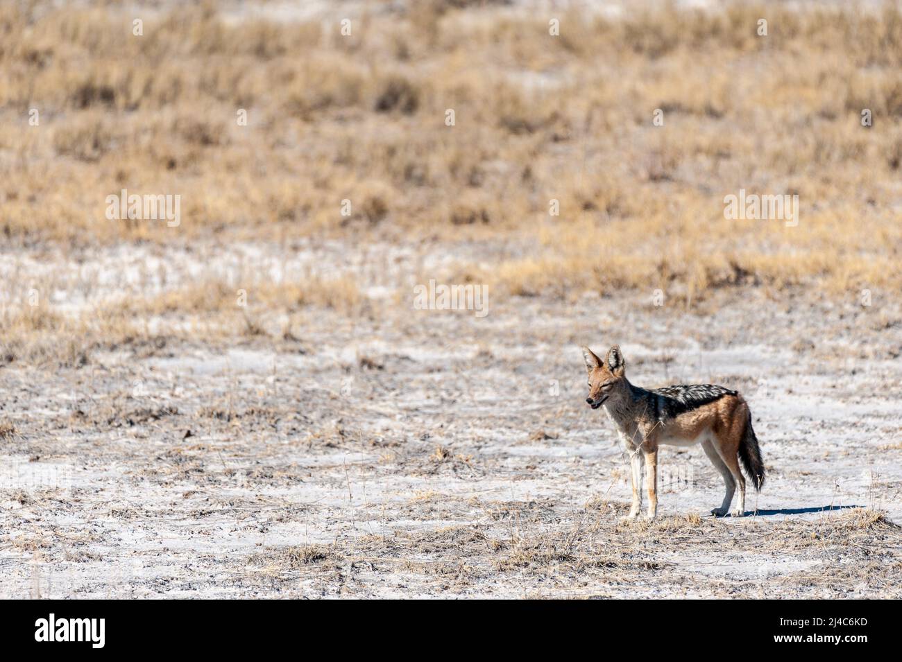 A side-striped Jackal -Canis Adustus- hunting for prey in Etosha ...