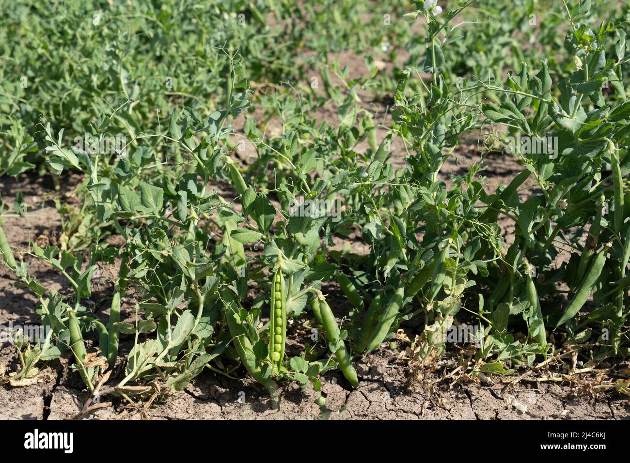 Green pea field at harvest time Stock Photo - Alamy