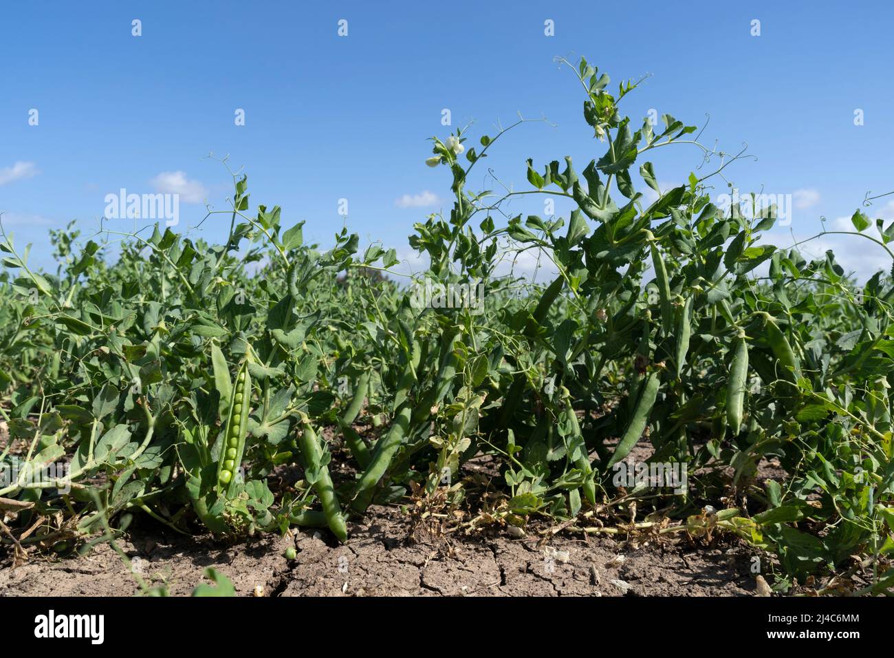 Green pea field at harvest time Stock Photo - Alamy