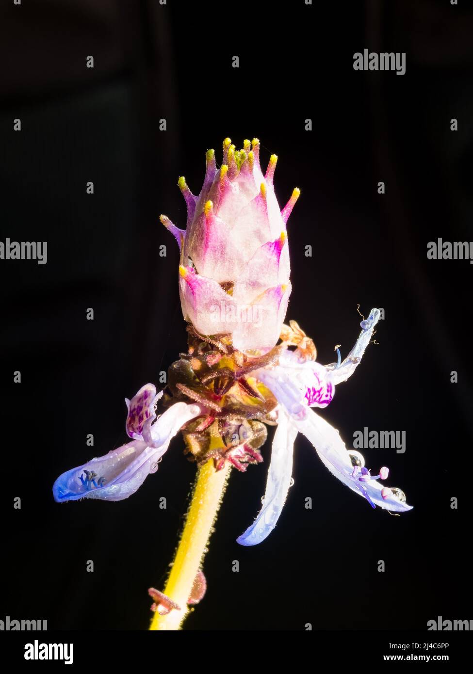 Blossom of scaredy cat plant Stock Photo - Alamy