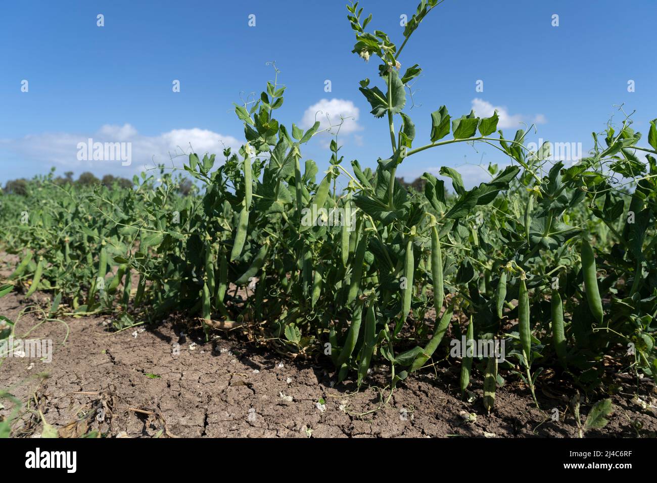 Green pea field at harvest time Stock Photo - Alamy