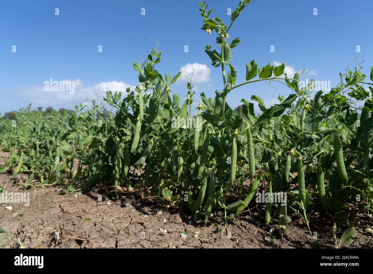 Green pea field at harvest time Stock Photo - Alamy