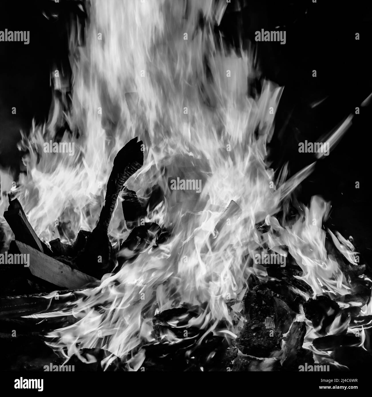 The flaming cow Black and White Stock Photos & Images - Alamy