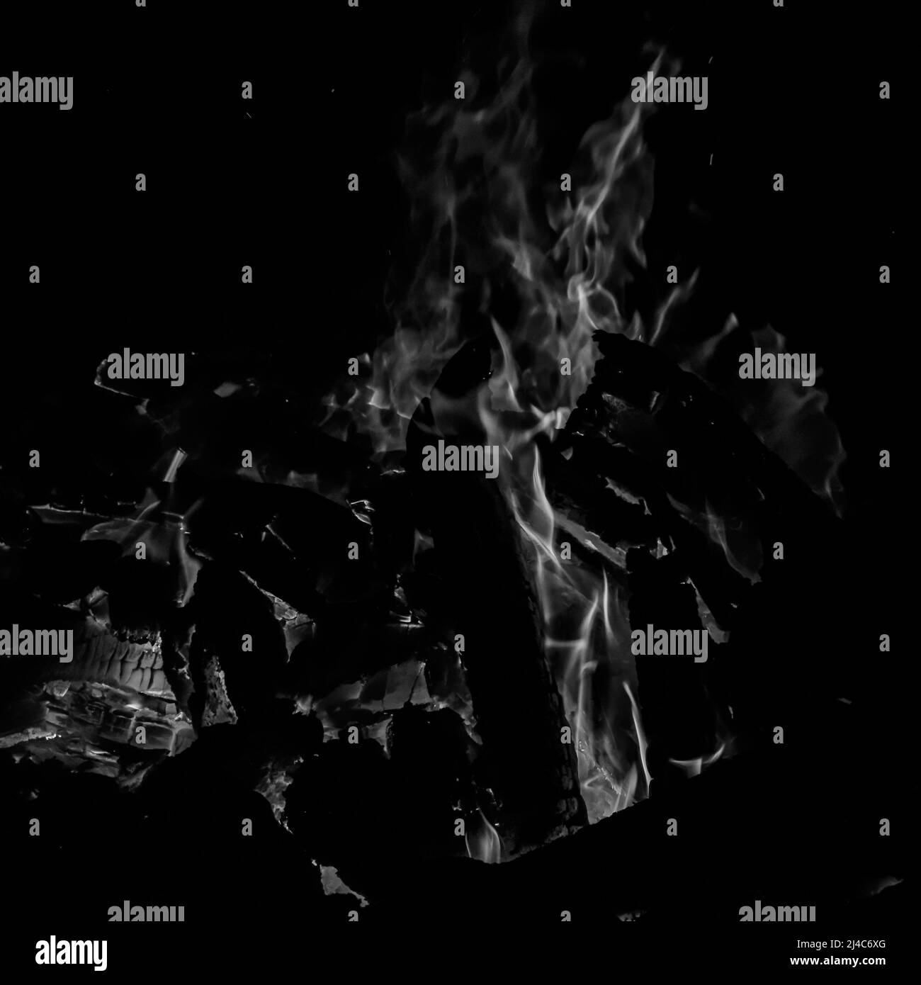 The flaming cow Black and White Stock Photos & Images - Alamy