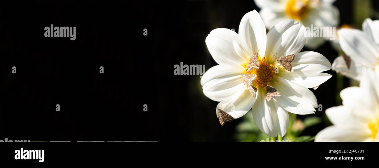 Invasion dangerous flying insects hi-res stock photography and images ...