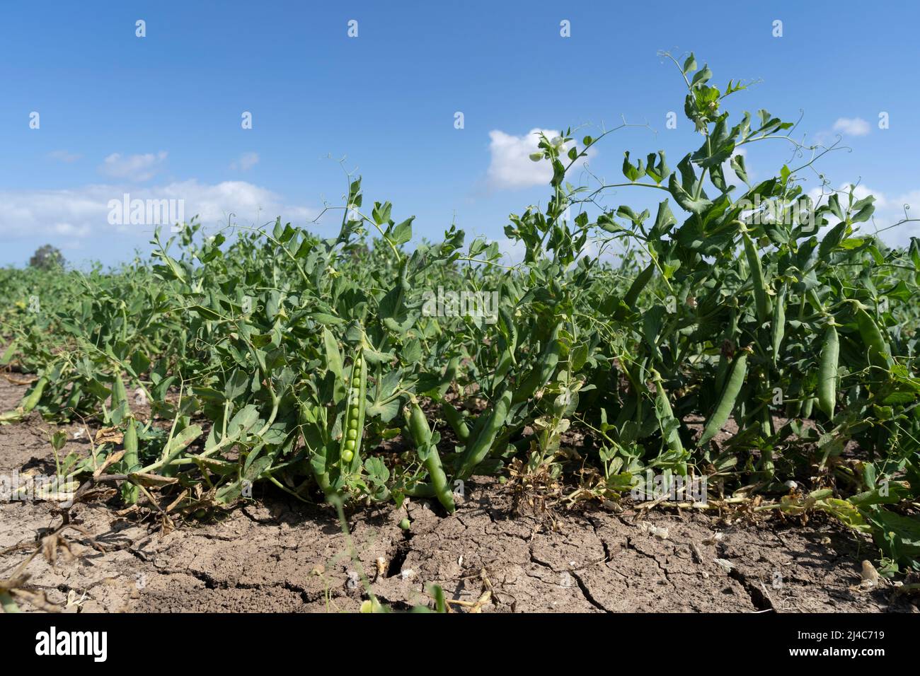 Green pea field at harvest time Stock Photo - Alamy