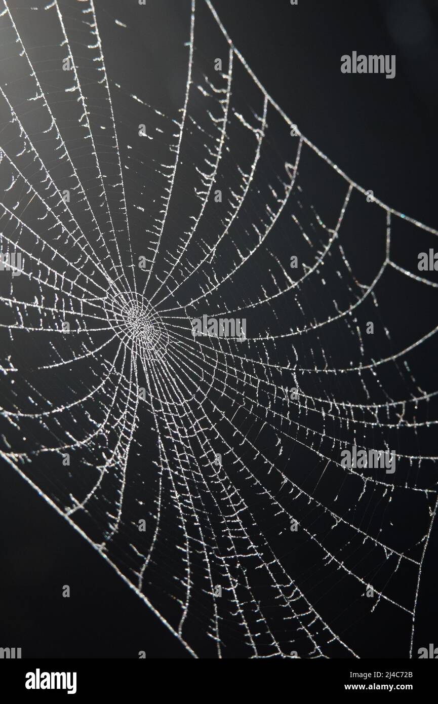 A beautiful spider web pattern close up with dark background Stock ...