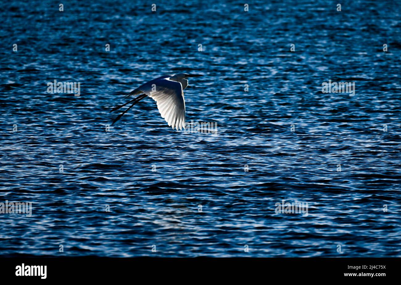 Zhen bird hi-res stock photography and images - Alamy