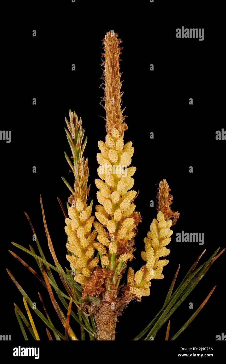 Scots pine male cone pinus sylvestris hi-res stock photography and ...