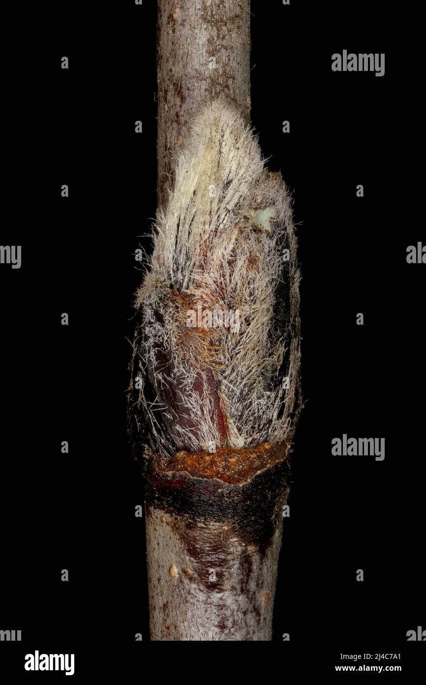 Sorbus aucuparia bark hi-res stock photography and images - Alamy
