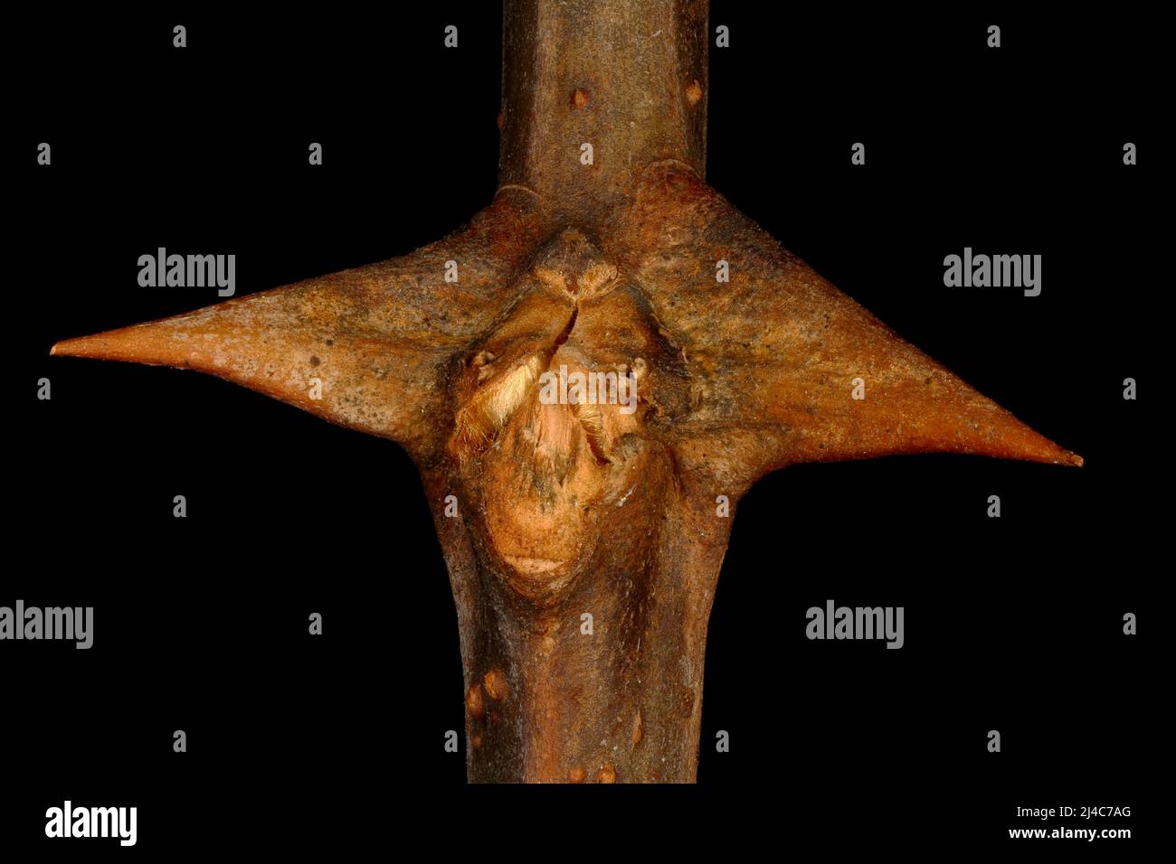 Axillary bud hi-res stock photography and images - Alamy