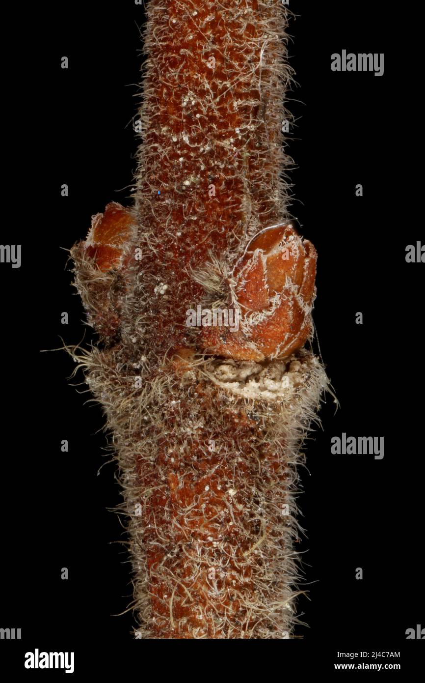 Opposite buds hi-res stock photography and images - Alamy