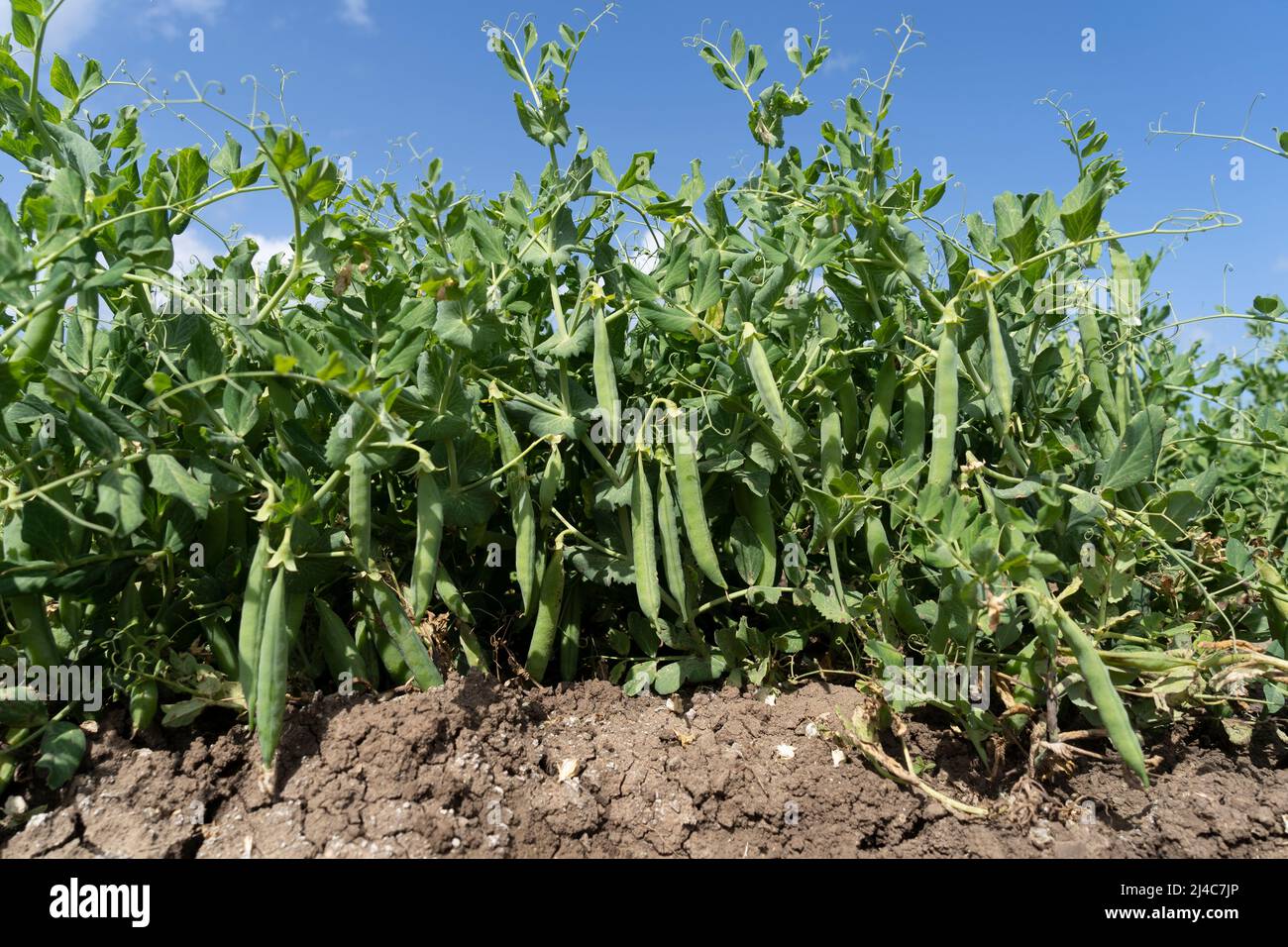 Green pea field at harvest time Stock Photo - Alamy