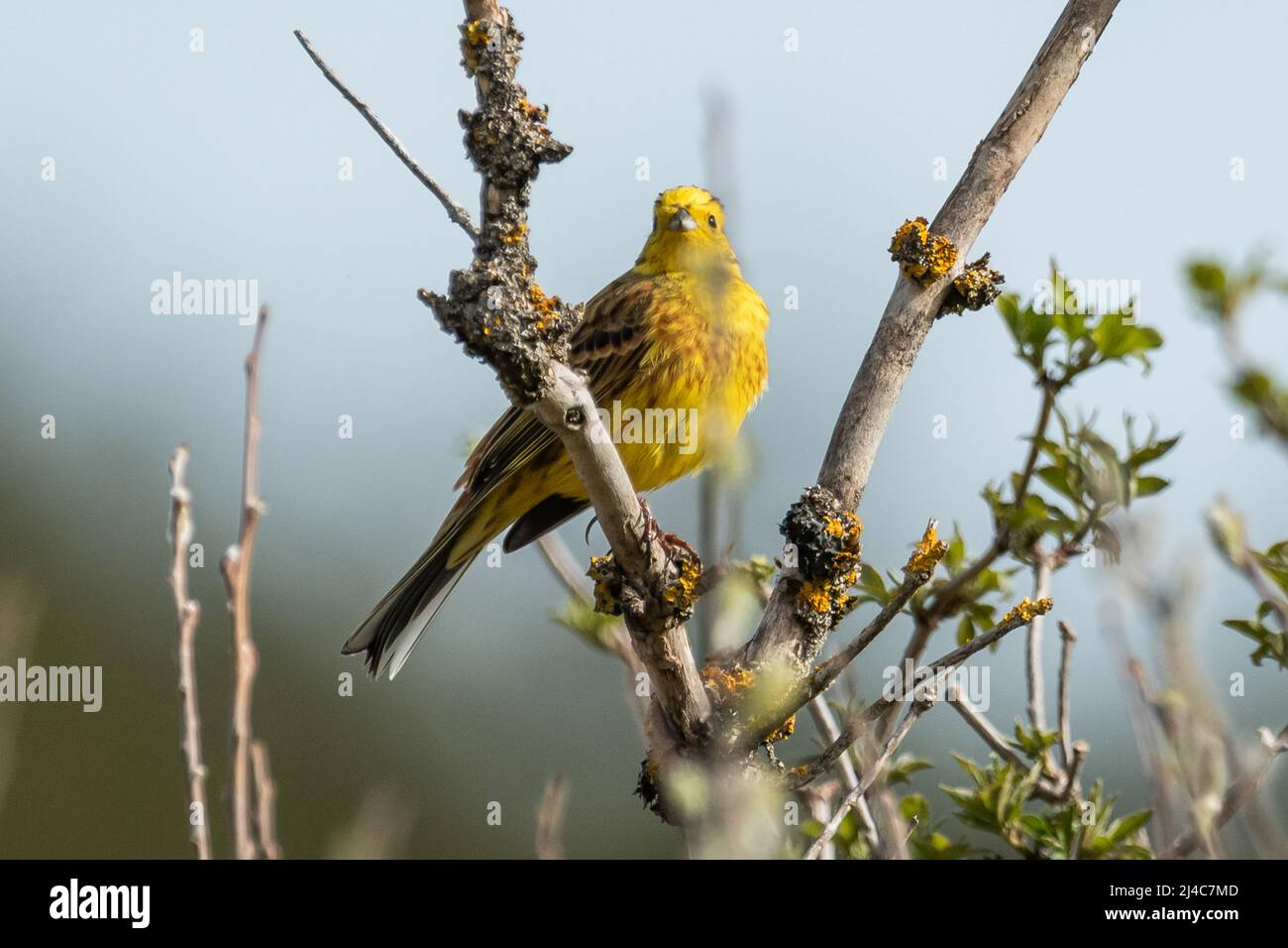 Rottweil, Germany. 13th Apr, 2022. A yellowhammer sits in the sunshine ...