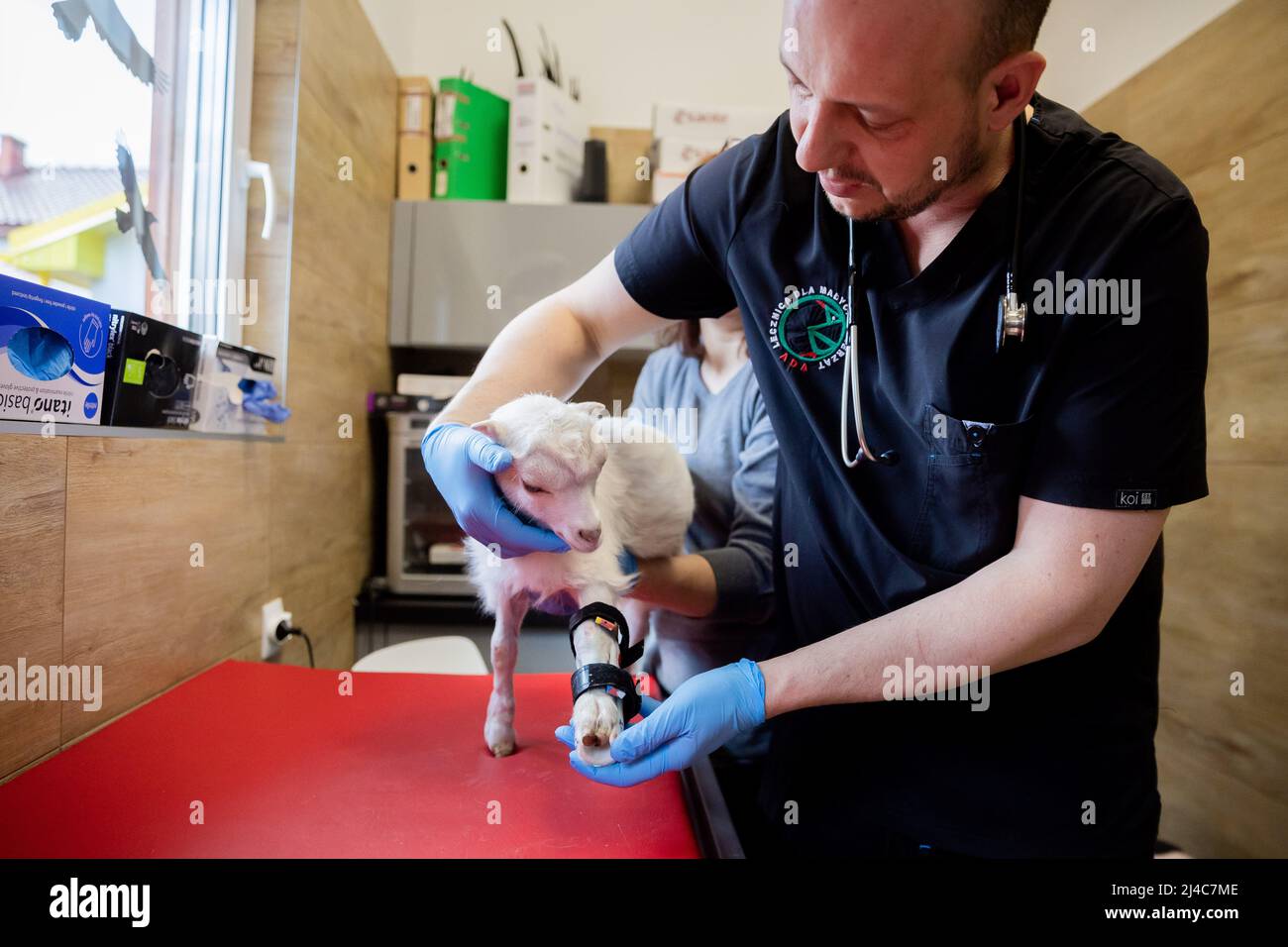 Przemysl, Poland. 12th Apr, 2022. Radoslaw Fedaczynski, veterinarian ...