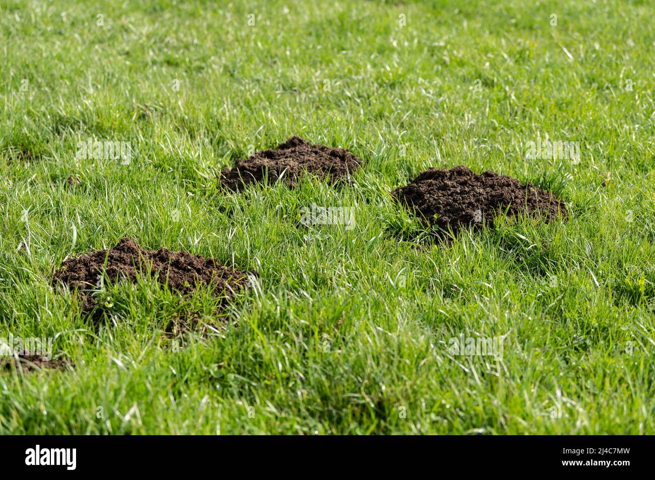 Rottweil, Germany. 13th Apr, 2022. Mole mound on a meadow at a wood ...