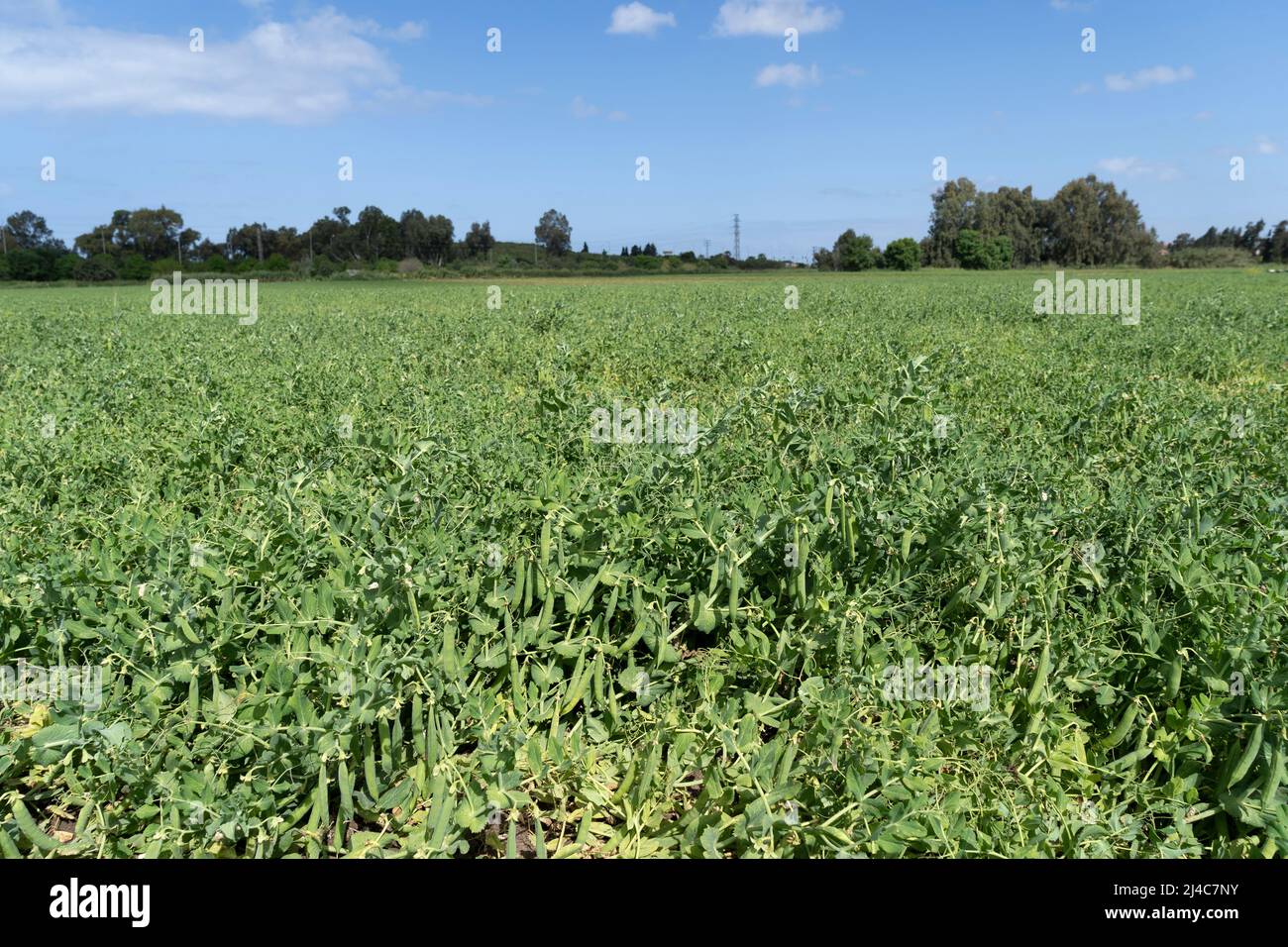 Green pea field at harvest time Stock Photo - Alamy