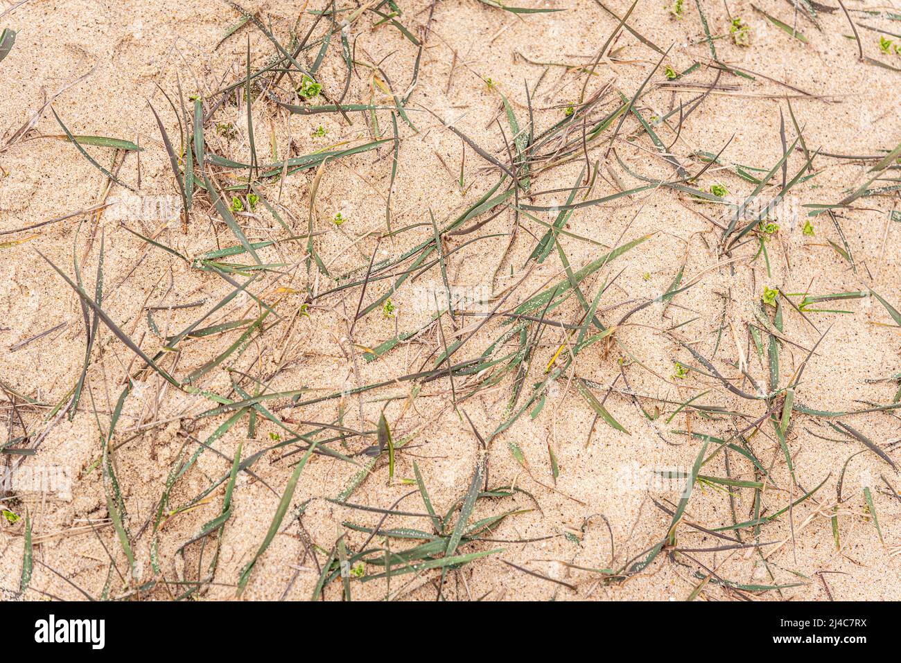 Young Marram grass in sand, Ammophila arenaria Stock Photo - Alamy