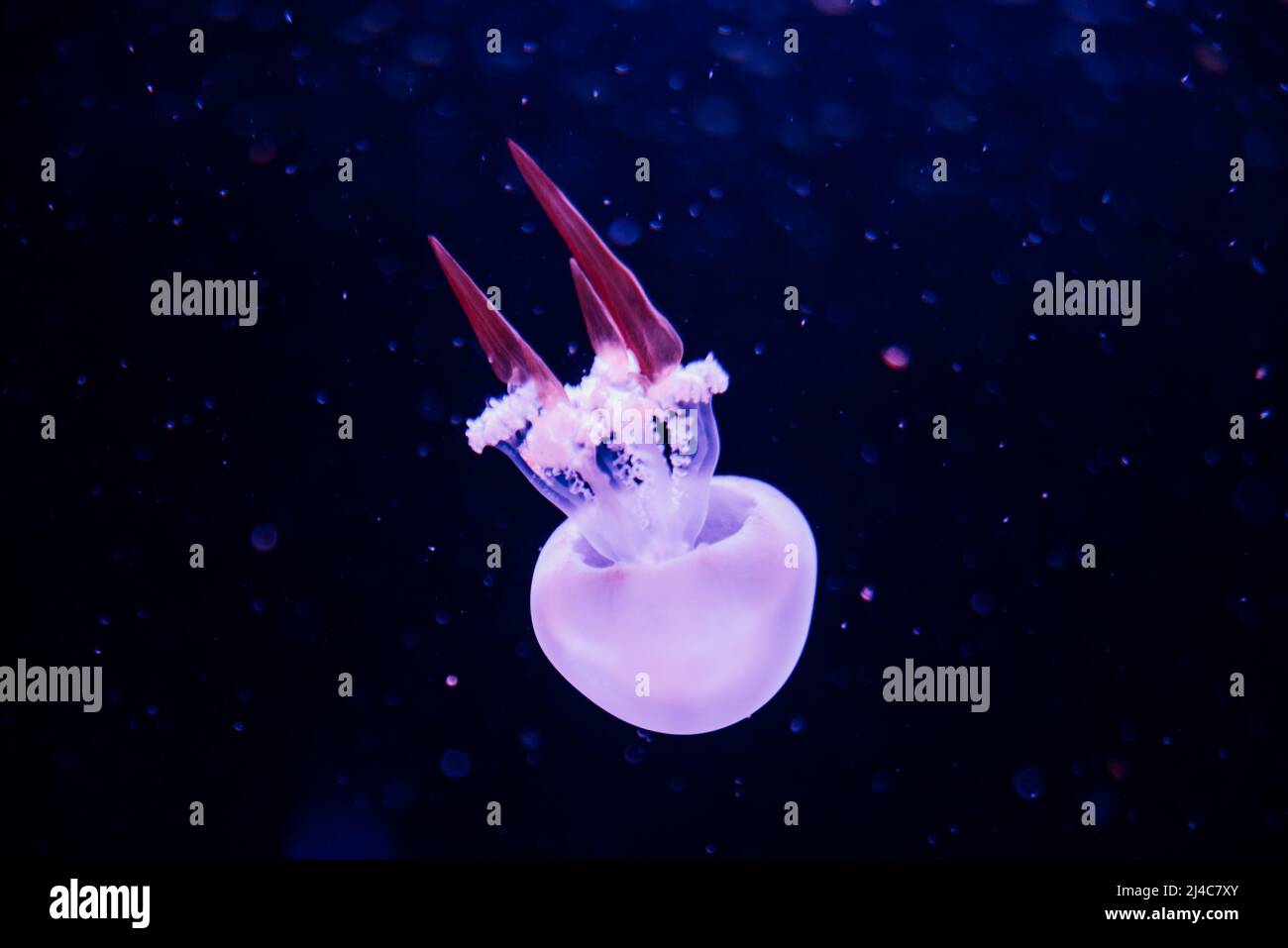Jellyfish underwater. Blue blubber jellyfish catostylus mosaicus ...