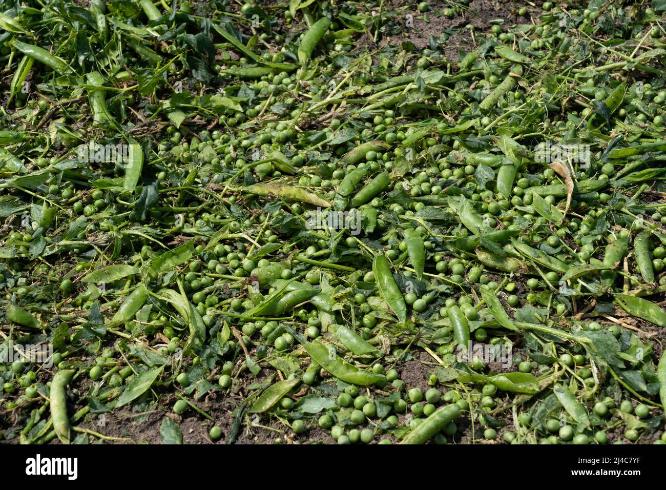 Green pea field at harvest time Stock Photo - Alamy