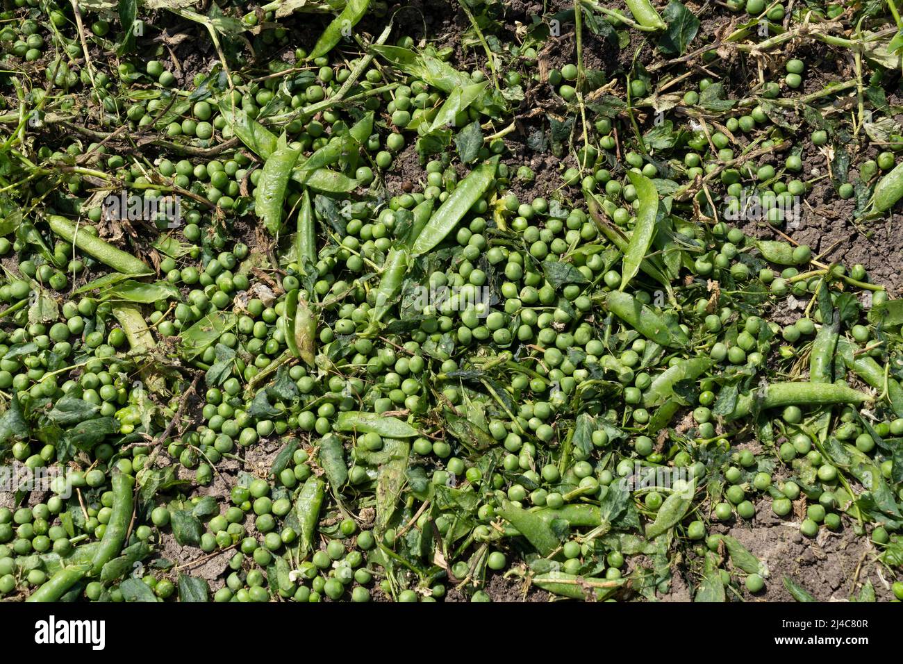 Green pea field at harvest time Stock Photo - Alamy