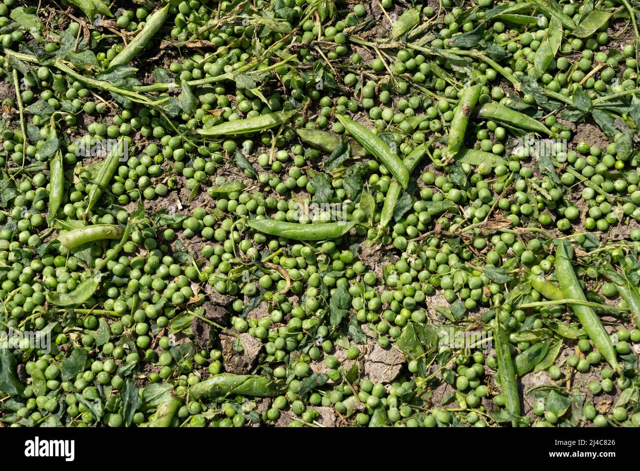 Green pea field at harvest time Stock Photo - Alamy