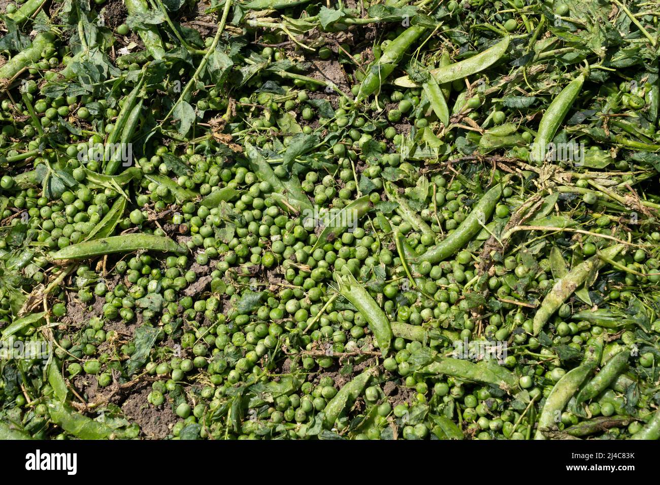 Green pea field at harvest time Stock Photo - Alamy