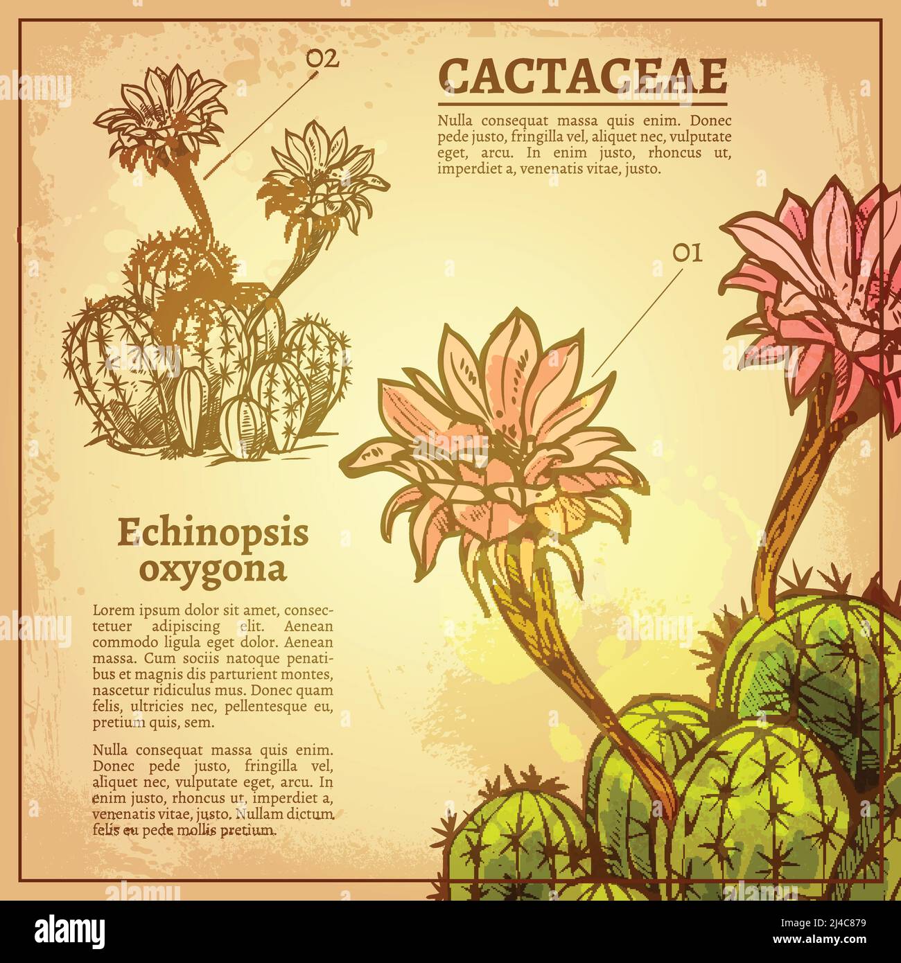 Retro houseplant Stock Vector Images - Alamy