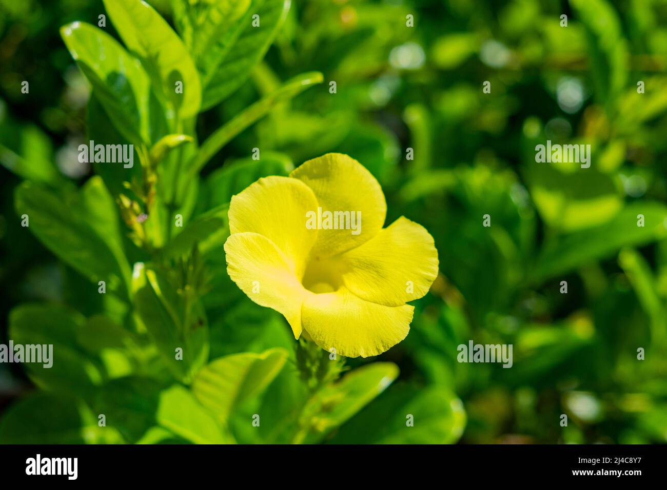 Yellow tropical flower hi-res stock photography and images - Alamy