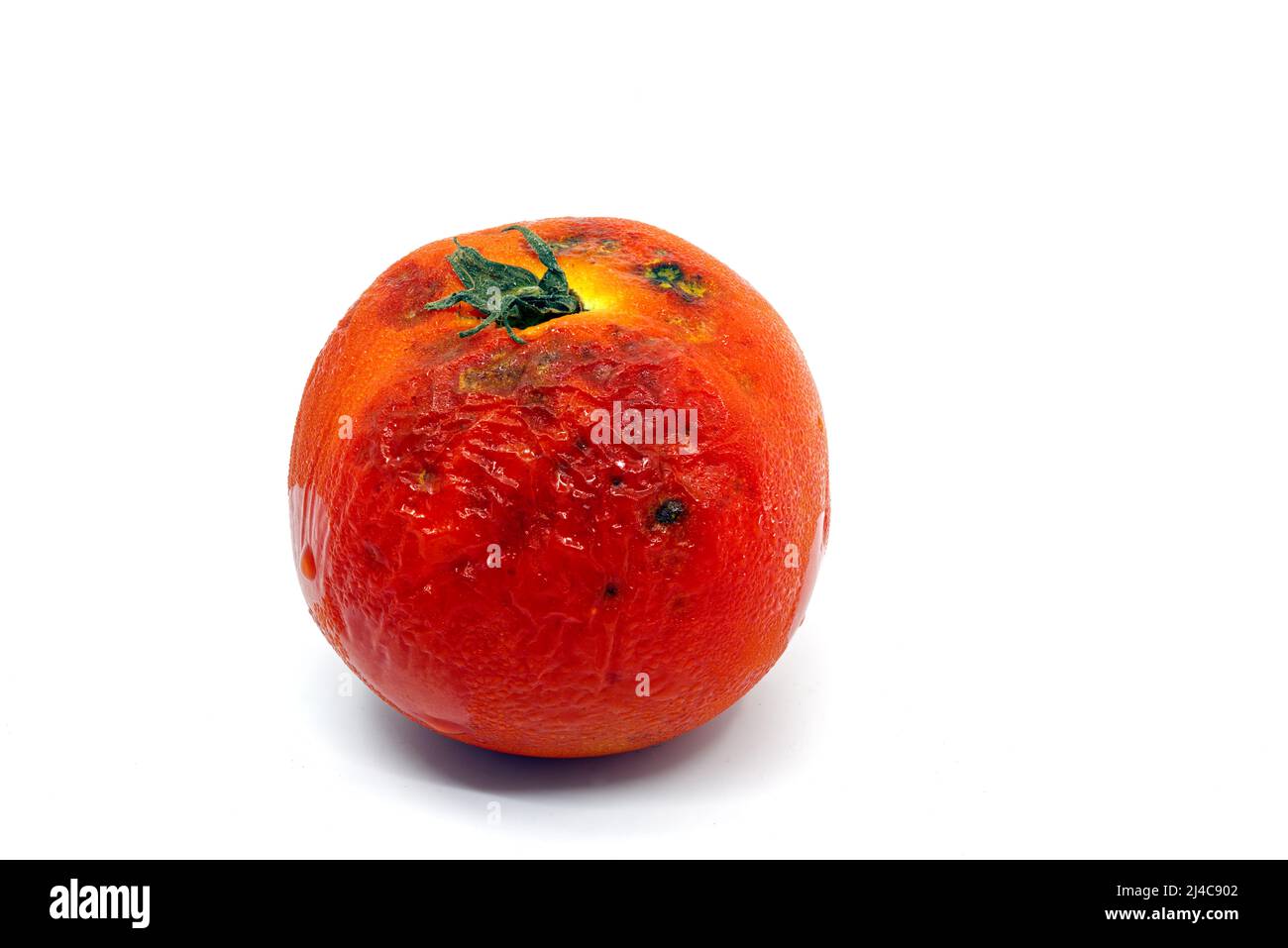 Close up spoiled Tomato with mold on a white background. Front view a ...