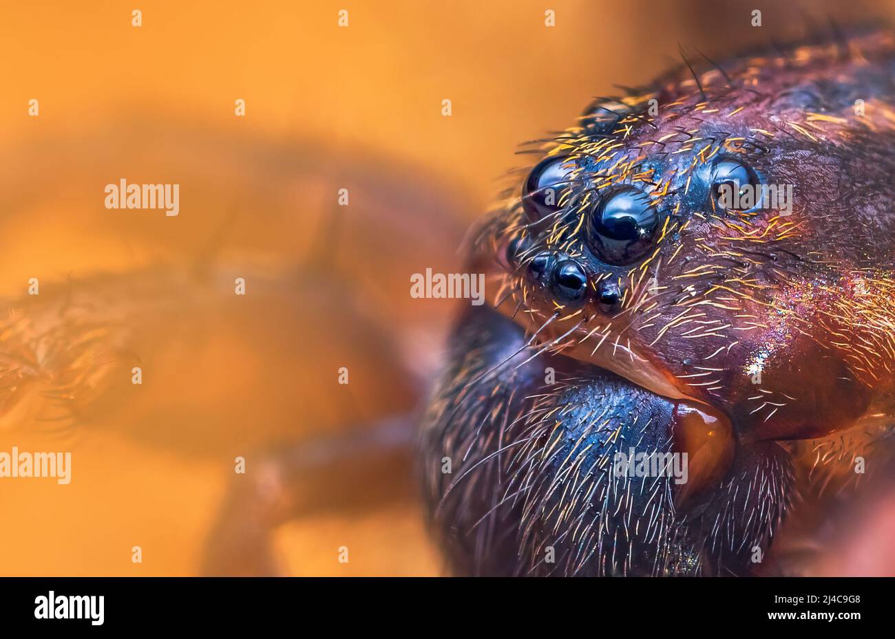 Scary eyes of Ground wolf spider, Trochosa terricola, close up macro ...