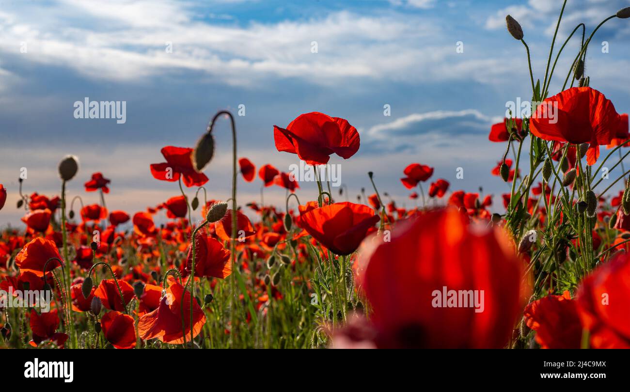 Australia New Zealand Army Corps. Red poppy flowerrs and text on white ...