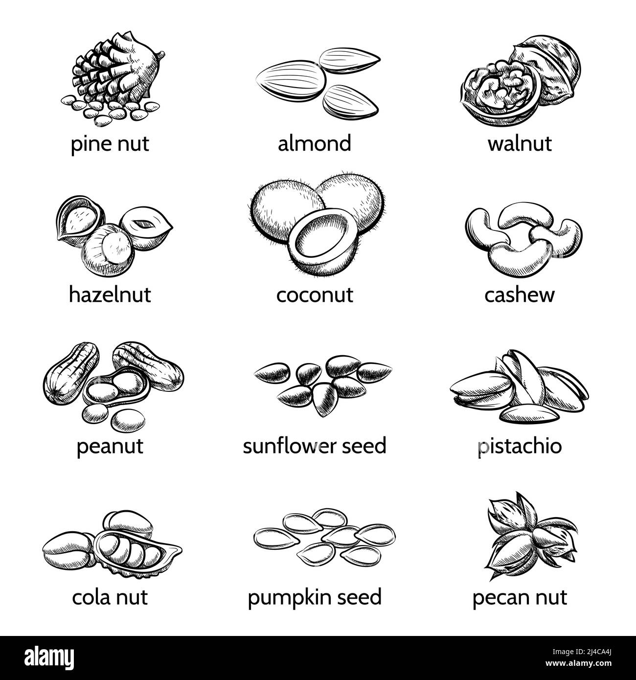 Vector nuts set. Peanut and hazelnut, seed and walnut, almond and ...