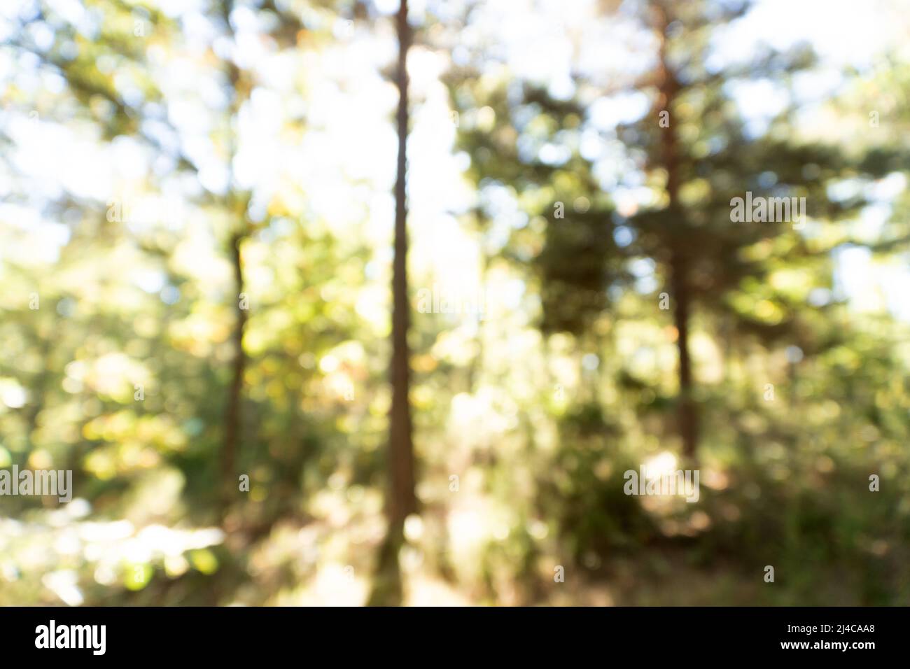 Inside a forest hi-res stock photography and images - Alamy