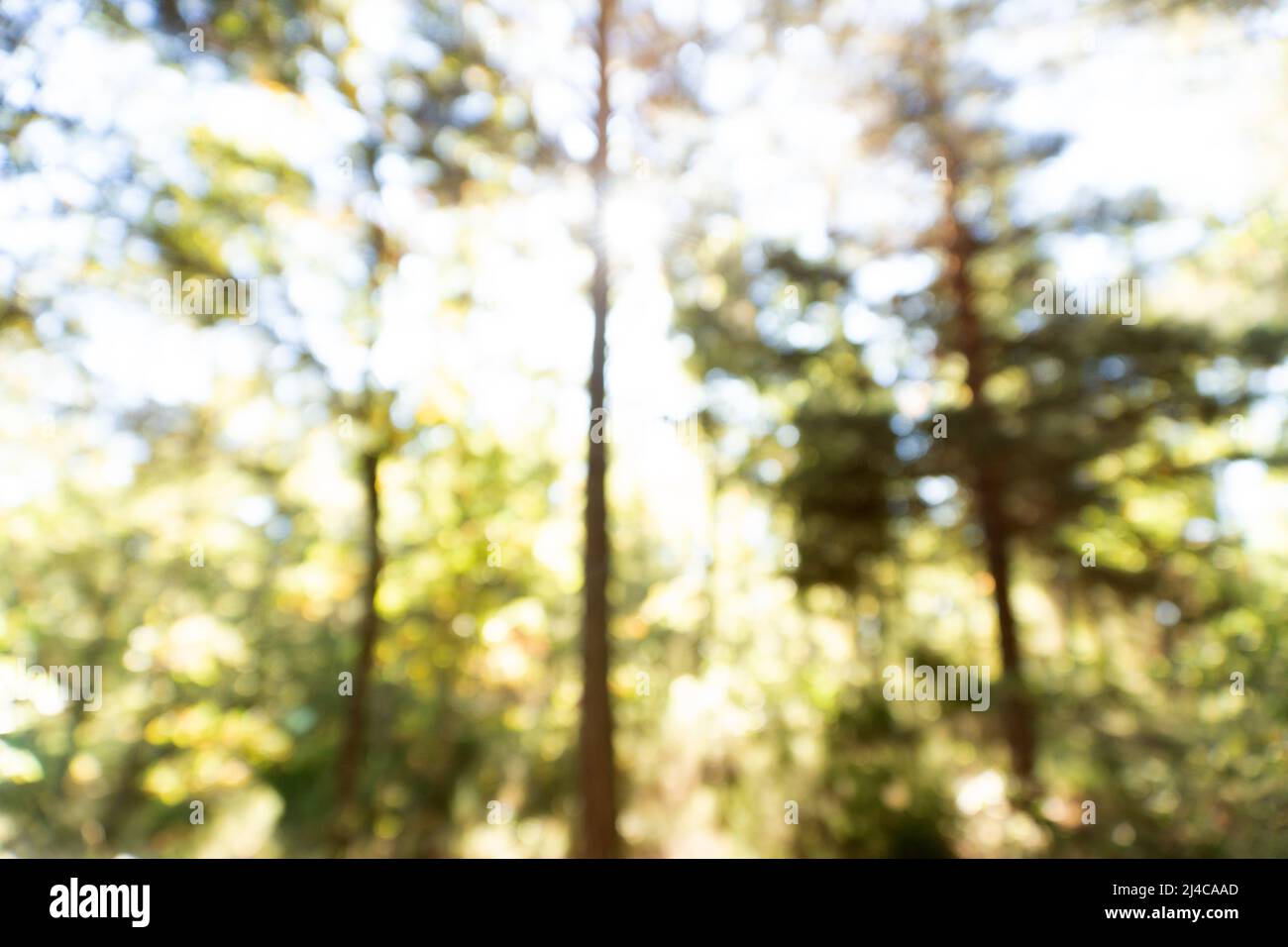 Inside a forest hi-res stock photography and images - Alamy