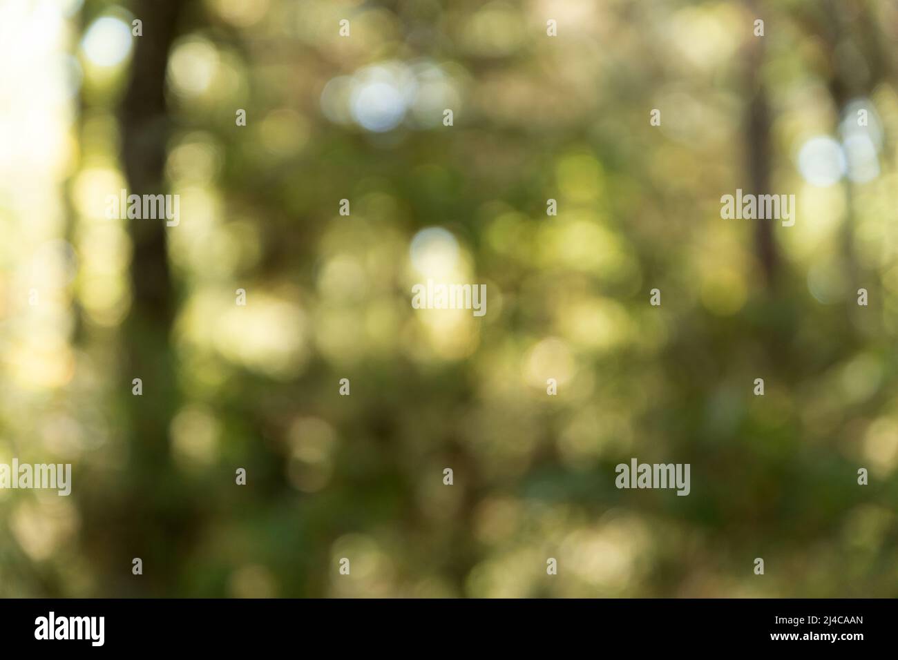 Inside a forest hi-res stock photography and images - Alamy