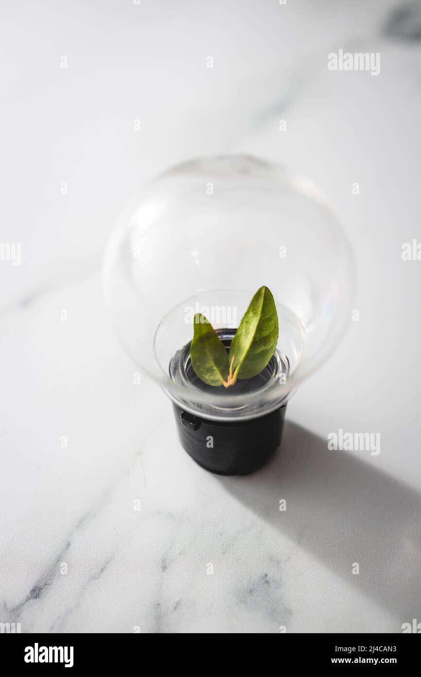 ideas for sustainability and the environment, lightbulb with perfect ...